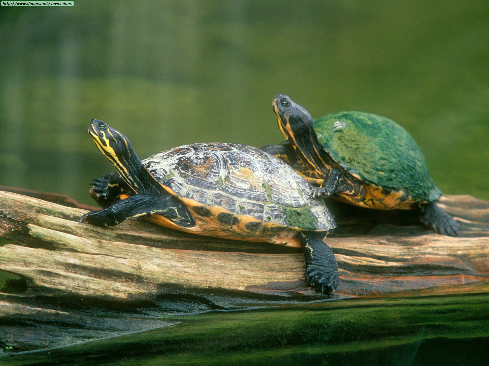 Fotos De Tortugas